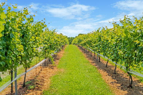 Plan Your Visit | Visit Fauquier County, VA