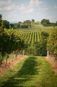 Three Fox Vineyards and Brewery | Visit Fauquier County, VA