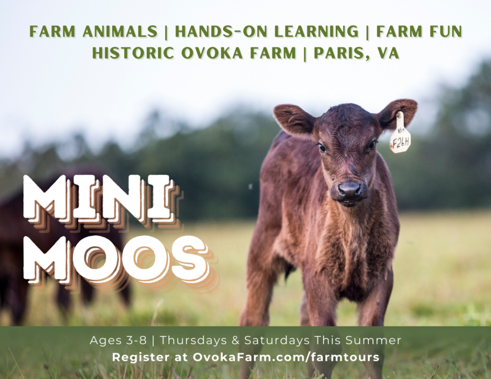Mini Moos Farm tour at Ovoka Farm | Visit Fauquier County, VA